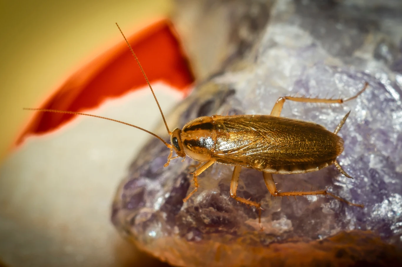 Plaga karaluchów, kleszczy i komarów tygrysich. Polacy kochają tam ...