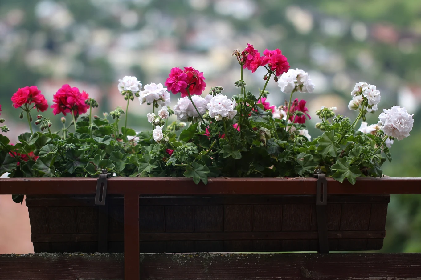 Zimowanie pelargonii. O czym trzeba pamiętać? Oto najważniejsze zasady - Kobieta w INTERIA.PL