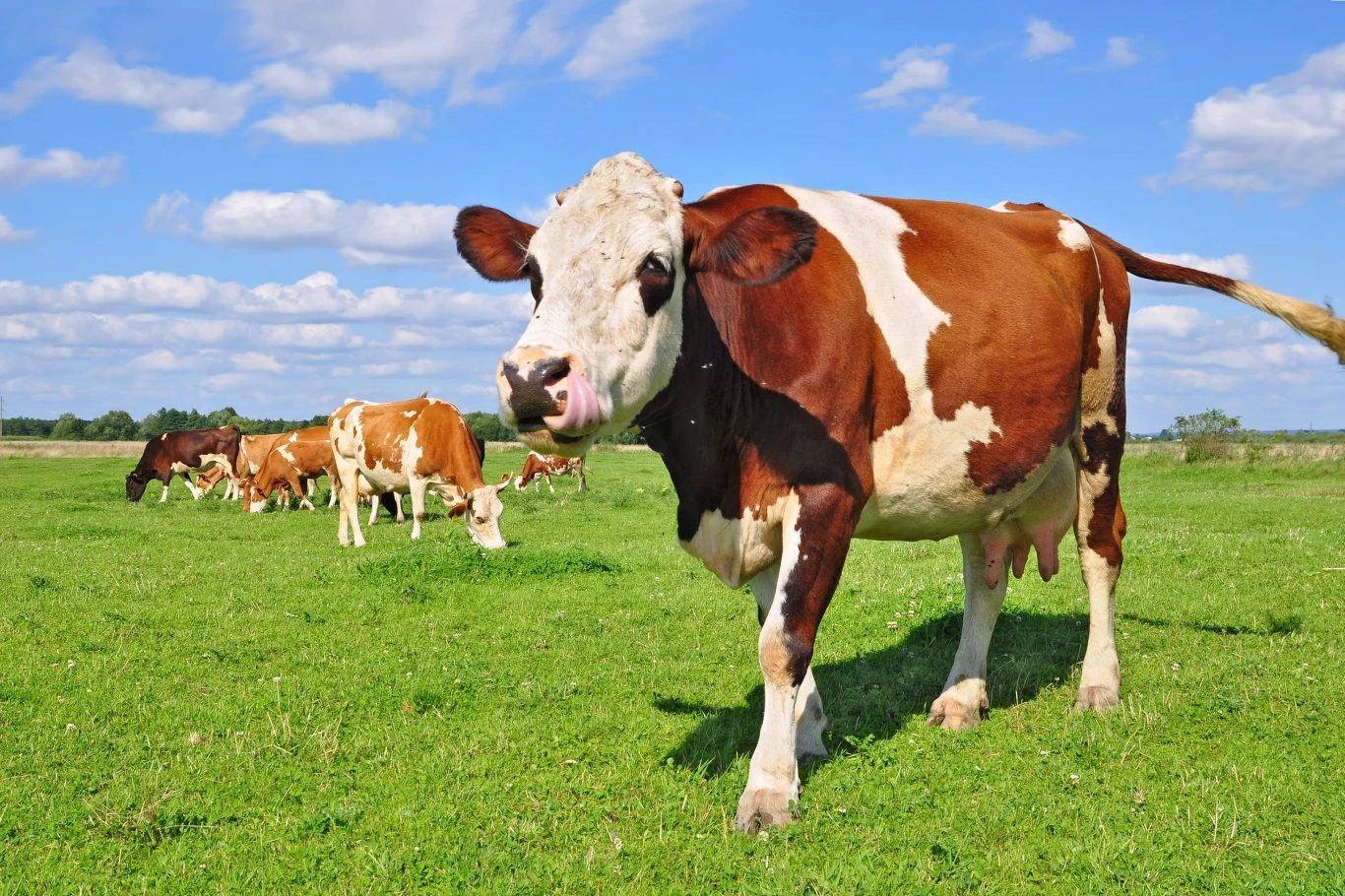 Metanu wciąż jest w atmosferze bardzo dużo. Emisja nie spada - Zielona ...