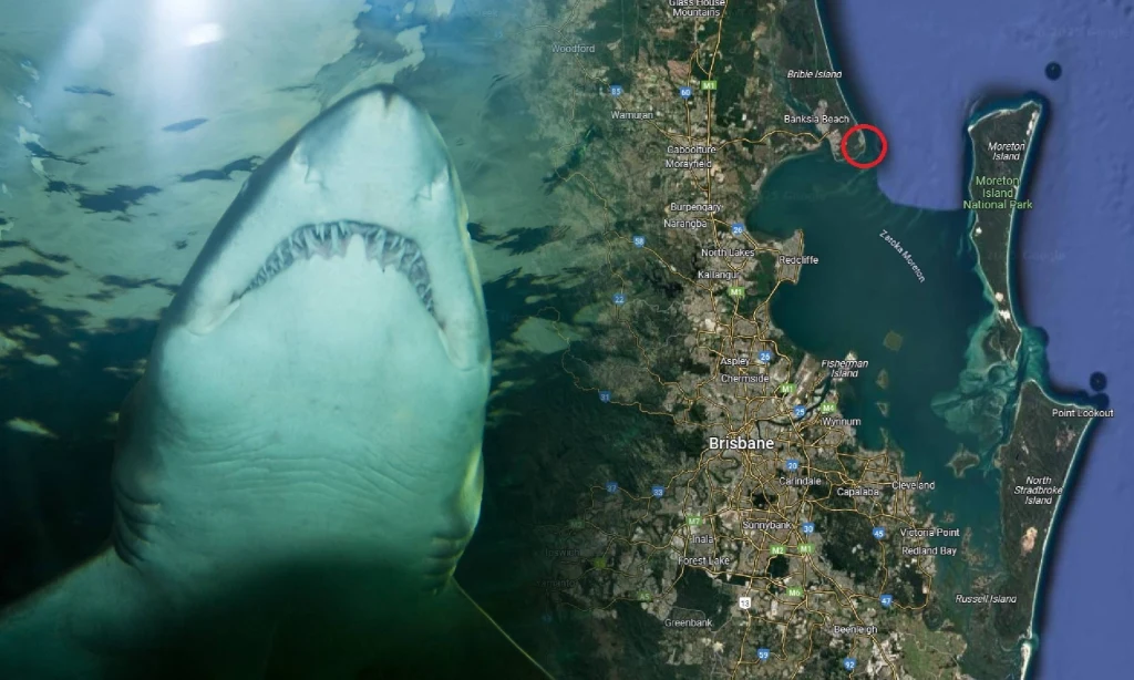 Atak rekina w Australii. Nie żyje 17-latka. Tragedia na popularnej ...