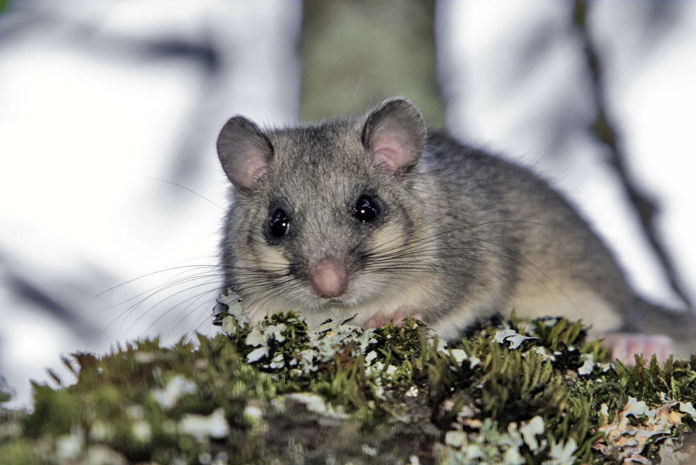Popielice wracają do polskich lasów. Potrafią przespać pół roku ...