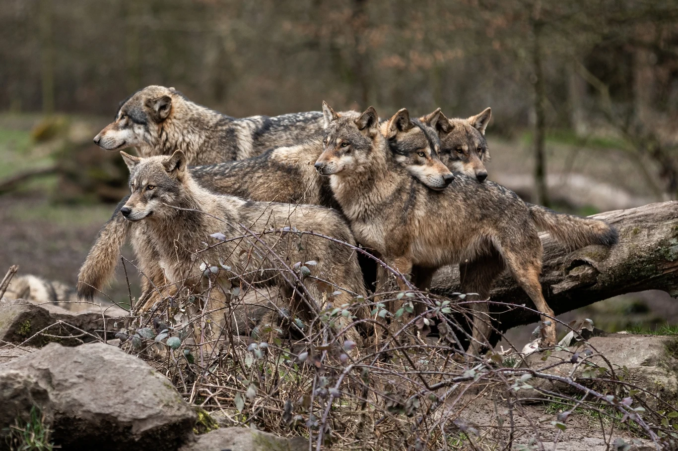 Wilki przenoszą zwierzęta coraz wyżej. Winny jest klimat - Zielona w ...