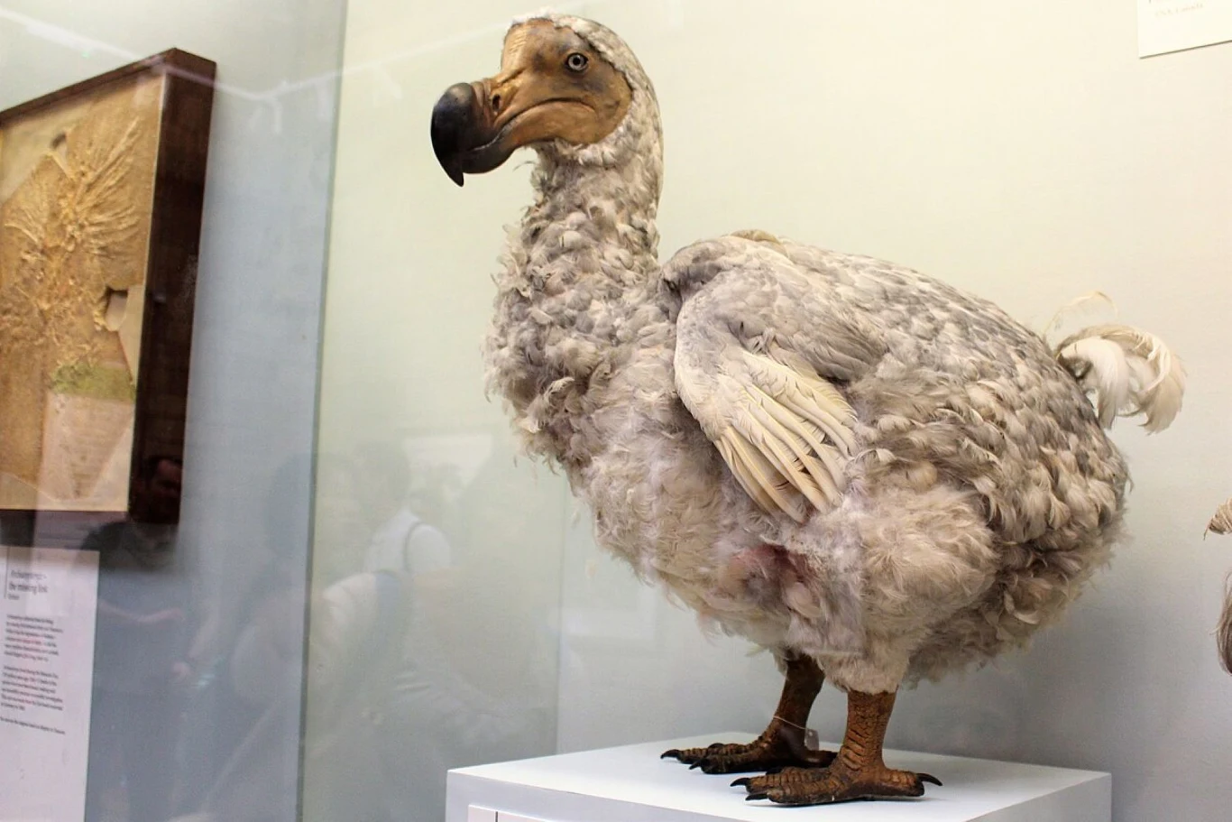 Dront dodo ma wrócić w ciągu dekady. Genetycy ogłosili, że jest przełom ...