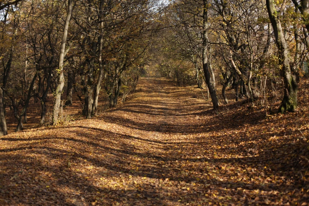 Hoia-Baciu. Najbardziej tajemniczy las na świecie. Nazywany jest ...
