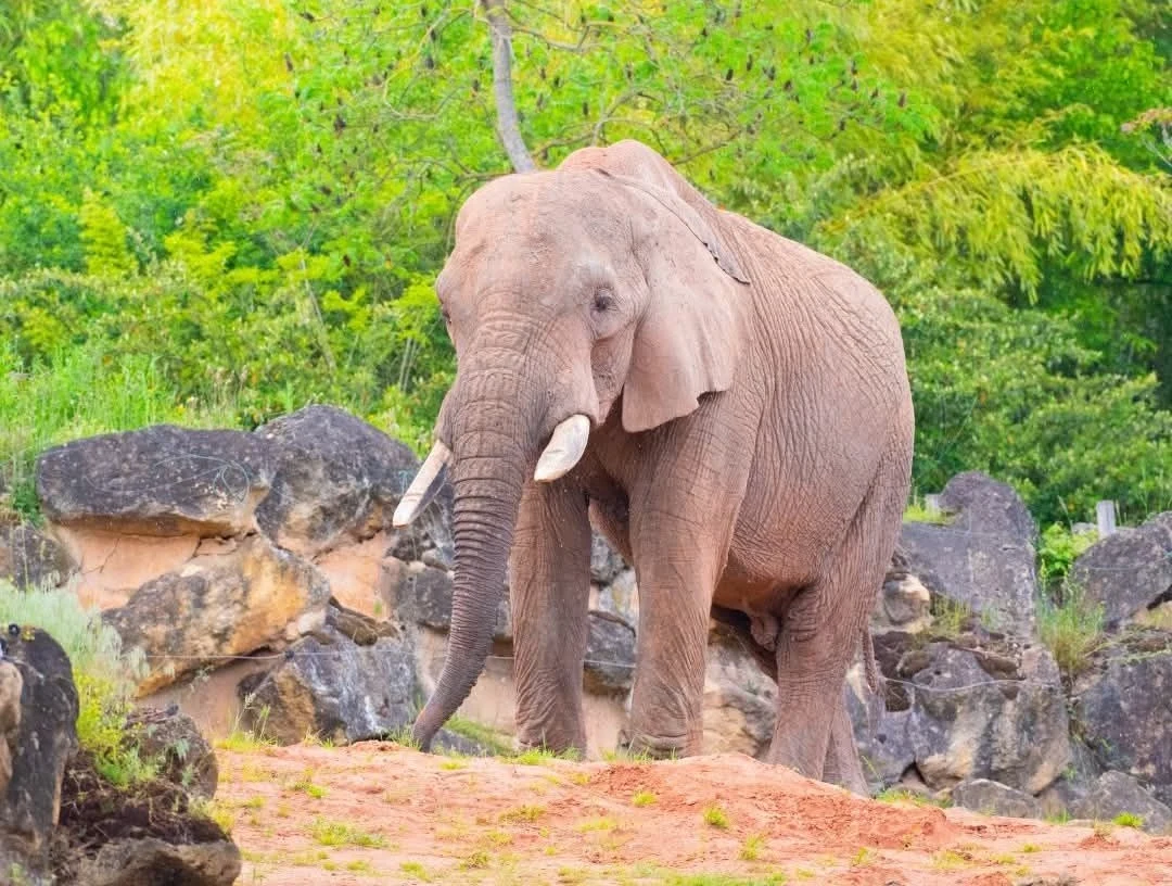 Poznańskie zoo poinformowało o śmierci brata słonia Ninia. Zmarł we ...