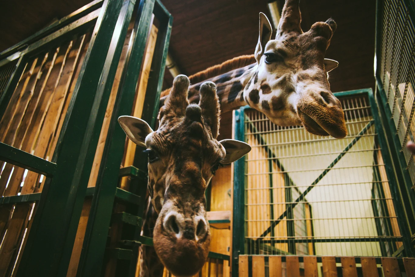 Polski ogród zoologiczny zamknięty. Jest komunikat - Zielona w INTERIA.PL