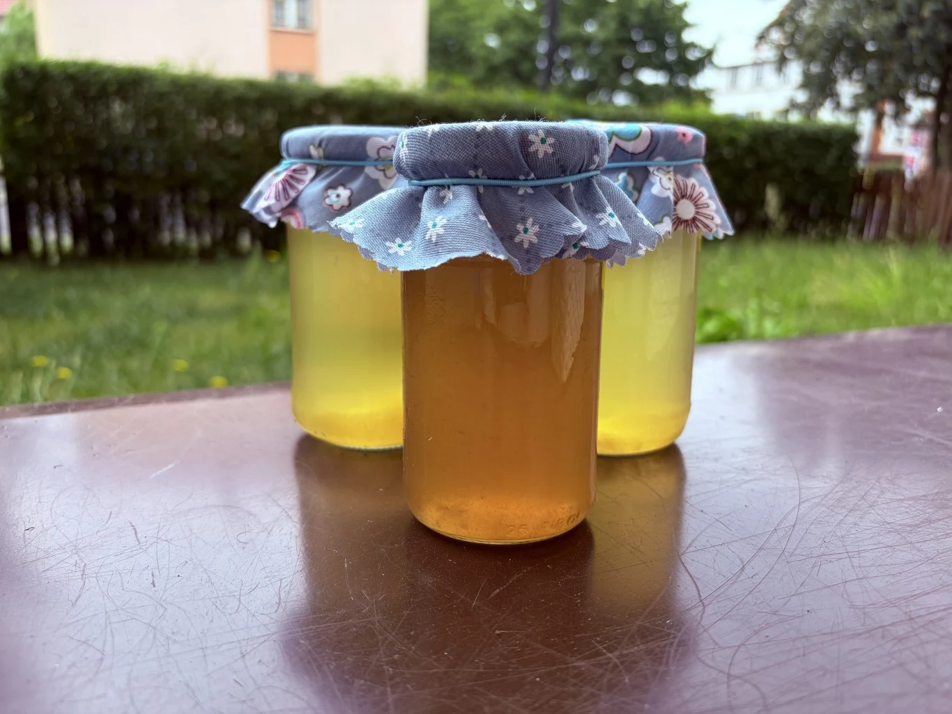 Jak zrobić syrop z kwiatów czarnego bzu? Sprawdzony przepis krok po ...