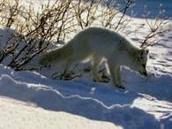 ARKTYKA - Encyklopedia w INTERIA.PL