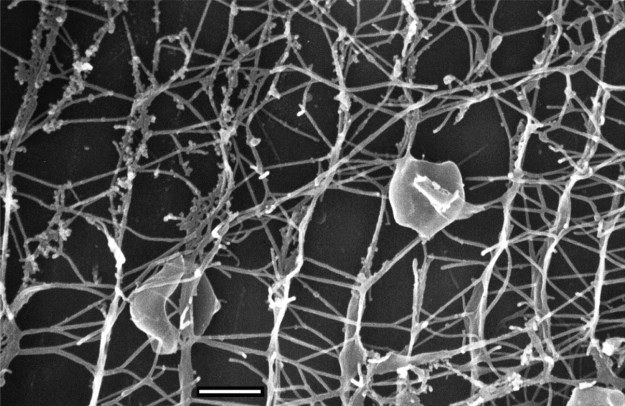 Najstarsze bakterie na naszej planecie wciąż zaskakują - Geekweek w ...