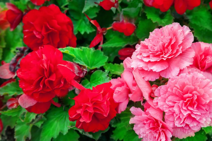 Begonia bulwiasta: Co zrobić, żeby bujnie zakwitła? - Kobieta w INTERIA.PL