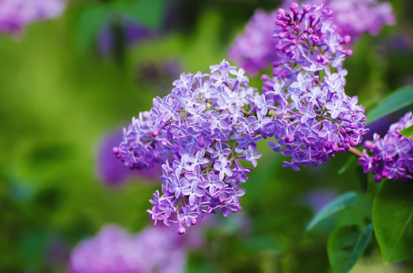 Jak zrobić nalewkę z bzu lilaka na ostrogi piętowe? - Kobieta w INTERIA.PL