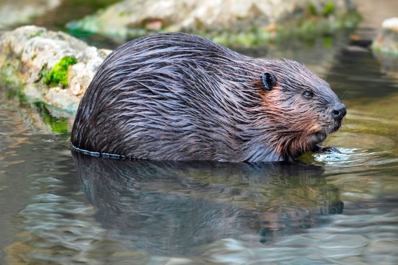 Bóbr kanadyjski w Polsce. Kuzyni z Ameryki zagrażają naszym gryzoniom ...