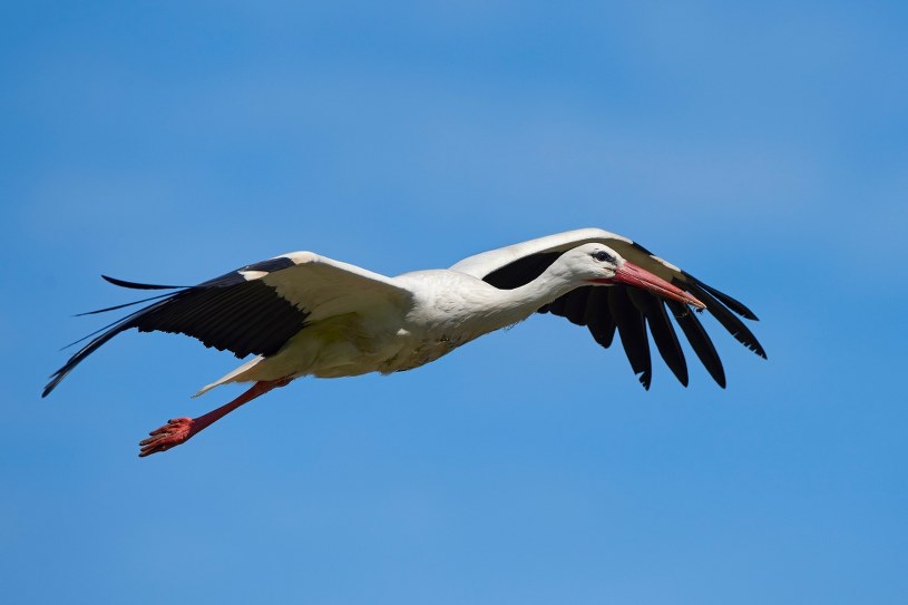Bociany coraz bliżej Polski - Wydarzenia w INTERIA.PL