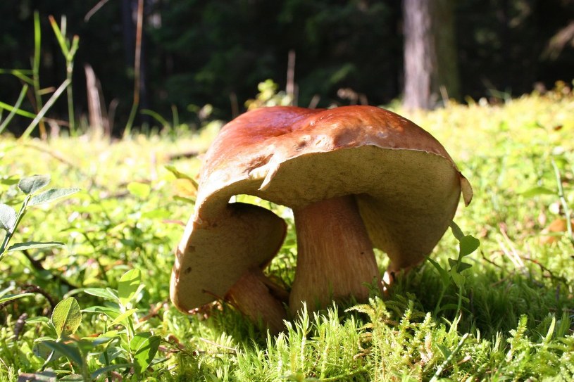 Najpiękniejszy grzyb - konkurs fotograficzny - Pogoda w INTERIA.PL