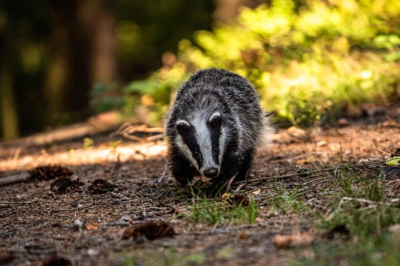 Leśnicy pokazali nagranie. O co chodzi z "imprezą u borsuka"? - Kobieta ...
