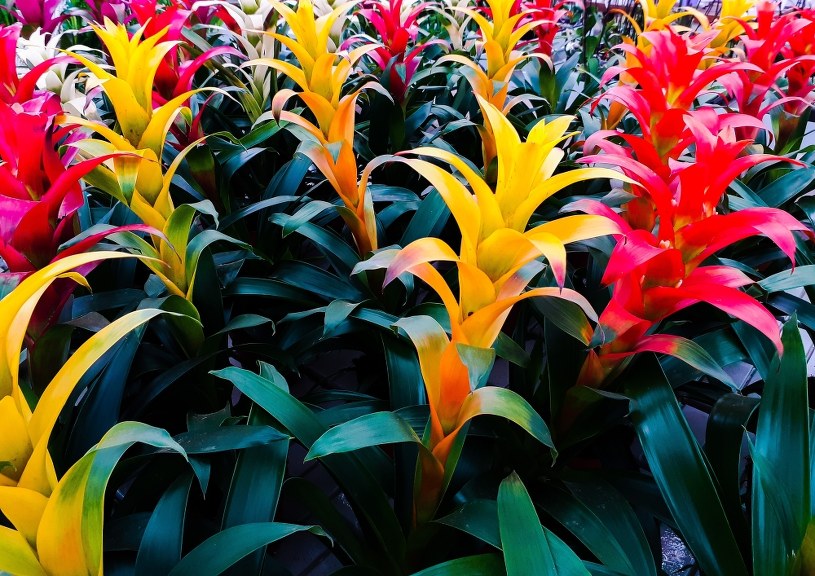 Bromelia nie chce kwitnąć? Kwiaciarka zdradza, jak ją do tego skłonić ...