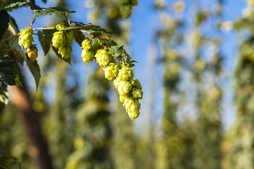 Ile kosztują szyszki chmielu? Roślinę wartą fortunę traktujemy jak ...