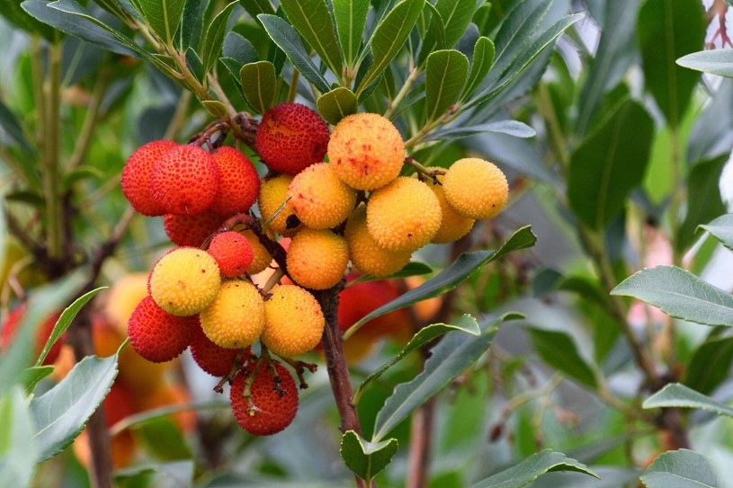 Posadź w donicy drzewo truskawkowe i ciesz się zimą jadalnymi owocami ...