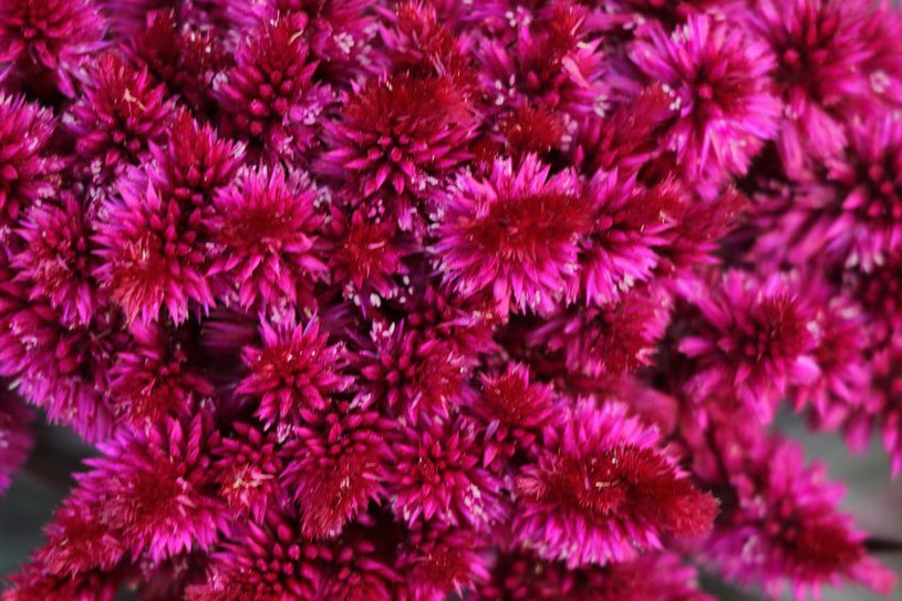 Chryzantemy w ogrodzie. Najlepsze gatunki i ich pielęgnacja - Kobieta w ...