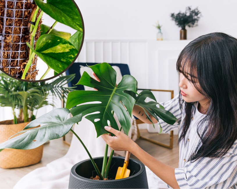 Chcesz, żeby monstera wspinała się po słupku? Podpora nie wystarczy ...