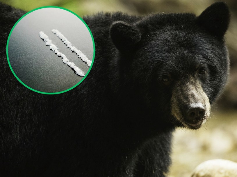 Pablo Escobear. Niedźwiedź, który "wciągnął" 34 kg kokainy - Zielona w ...