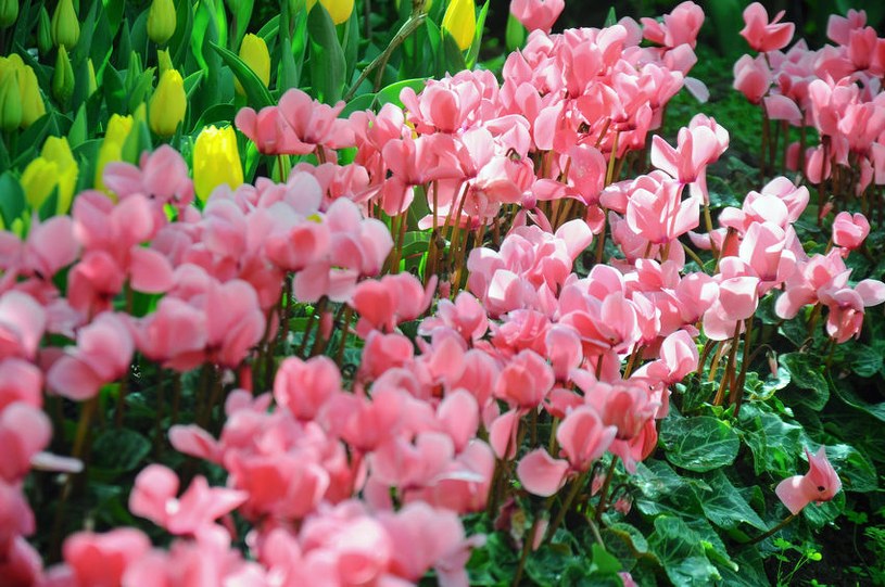 Cyklameny: Jak je uprawiać, by pięknie rosły? - Porady w INTERIA.PL