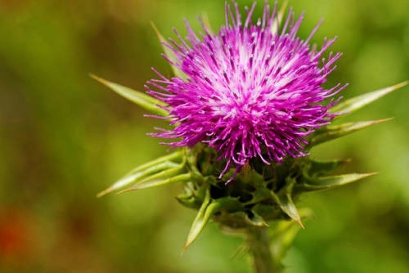 Jak usuwać i jak nie usuwać chwastów? - Zielona w INTERIA.PL