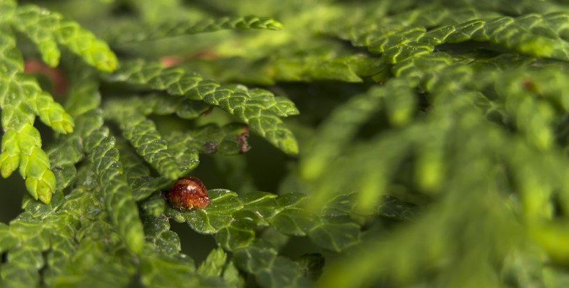 Misecznik tujowiec: Atakuje tuje. Jak zwalczać? - Kobieta w INTERIA.PL