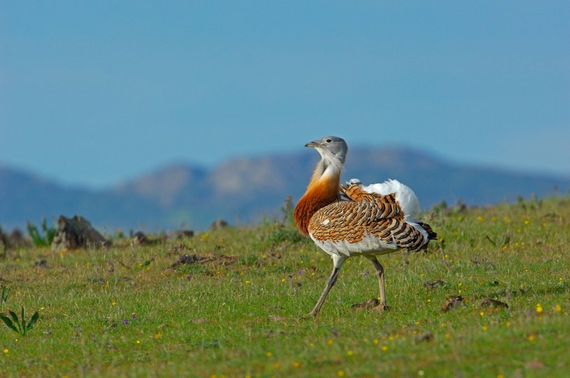 Drop - największy polski ptak powróci? Niezwykły projekt przyrodników ...