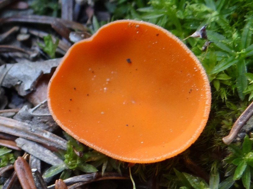 Grzyby: Niezwykła dzieżka pomarańczowa. To grzyb jadalny czy trujący? - Wydarzenia w INTERIA.PL
