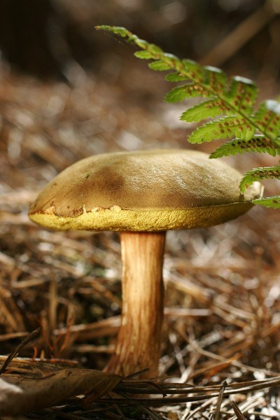 Grzyby - zdj.5 - fakty.interia.pl