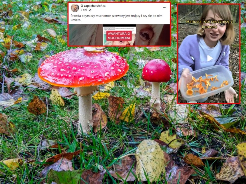 Hanusia i jej jajecznica. TikTokerki zbierają trujące grzyby ...