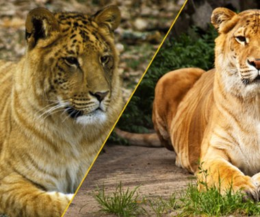 Auroralumina to prehistoryczny drapieżnik, który przypomina kosmitę ...