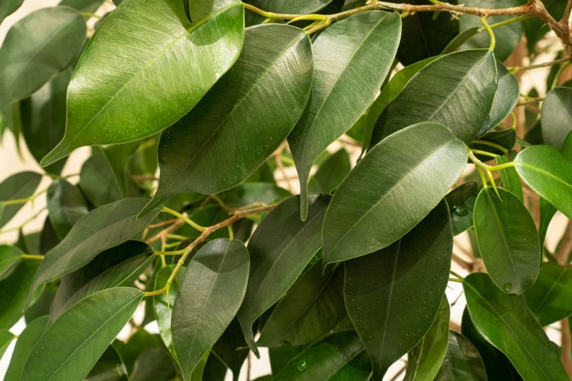 Co zrobić, gdy fikus gubi liście? Sprawdzone sposoby - Kobieta w INTERIA.PL