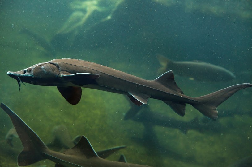 Dlaczego warto jeść jesiotra? - Porady w INTERIA.PL