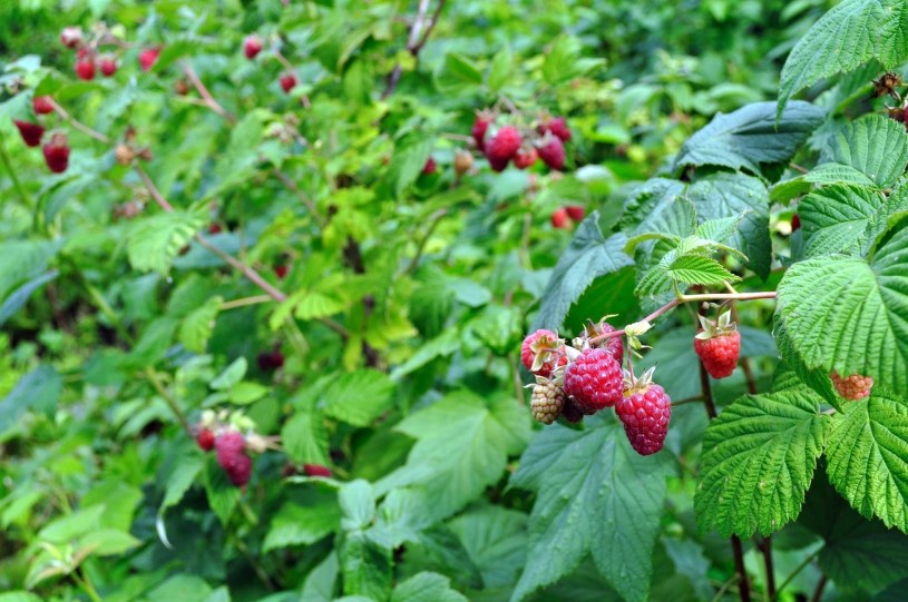 Nawożenie malin: Zapewnisz sobie obfite zbiory - Kobieta w INTERIA.PL