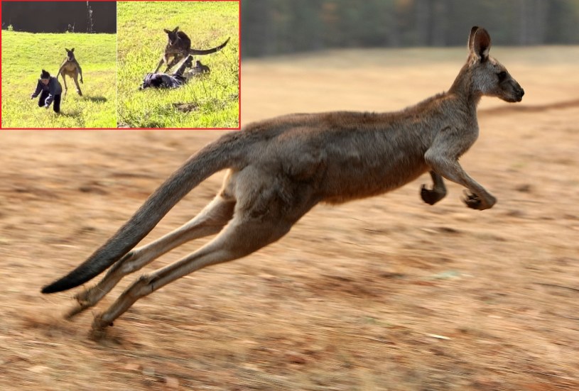 Turystka chciała pogłaskać kangura. Ten miał dla niej inną "propozycję ...