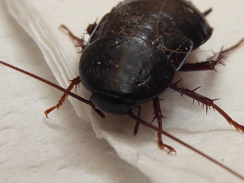 Tego szukają u nas karaluchy. Gdy znajdą, samica zostawi nam prezent ...