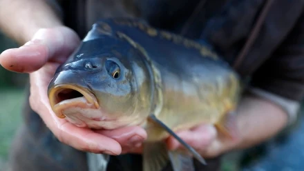 Rośliny i zwierzęta - litera K - Rośliny i zwierzęta najważniejsze ...