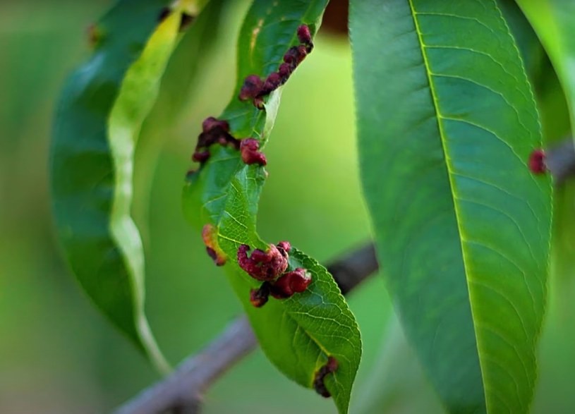 Ogrodnik radzi. Wykonaj oprysk brzoskwini w tym czasie, a ochronisz drzewo przed kędzierzawością ...