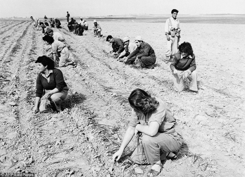 Kibuc. Komunistyczna utopia w Izraelu? - Geekweek w INTERIA.PL