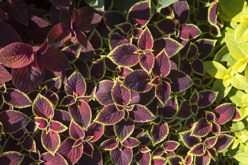 Plektrantus (komarzyca): Uroczo dekoruje i zwalcza komary - Porady w ...