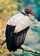 KONDORY - Encyklopedia w INTERIA.PL