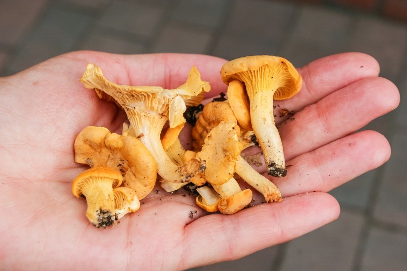 Jak oczyścić kurki z piasku? Katarzyna Bosacka zdradza niezawodny ...