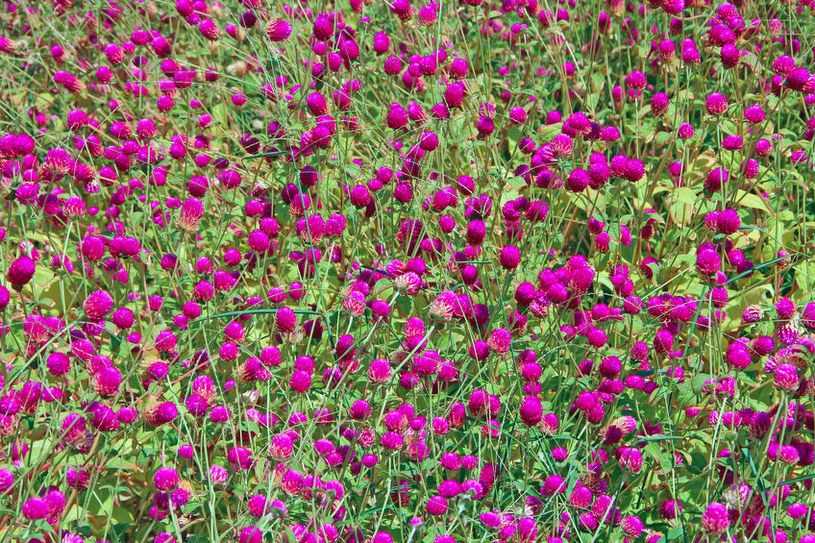 Czerwona koniczyna i jej wpływ na zdrowie - Kobieta w INTERIA.PL