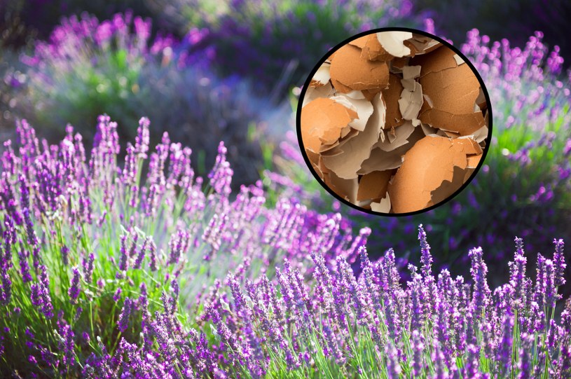 Lawenda w ogrodzie więdnie. Czy można ją uratować? - Zielona w INTERIA.PL