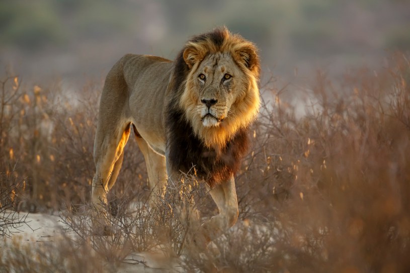Nie żyje najstarszy lew w Afryce. Miłośnicy Loonkito pogrążeni w ...