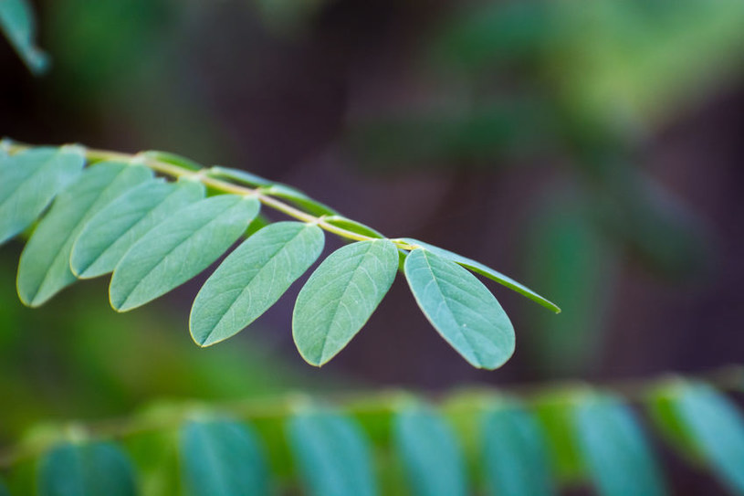 Akacja. Popularne drzewo o niezwykłych właściwościach - Porady w INTERIA.PL