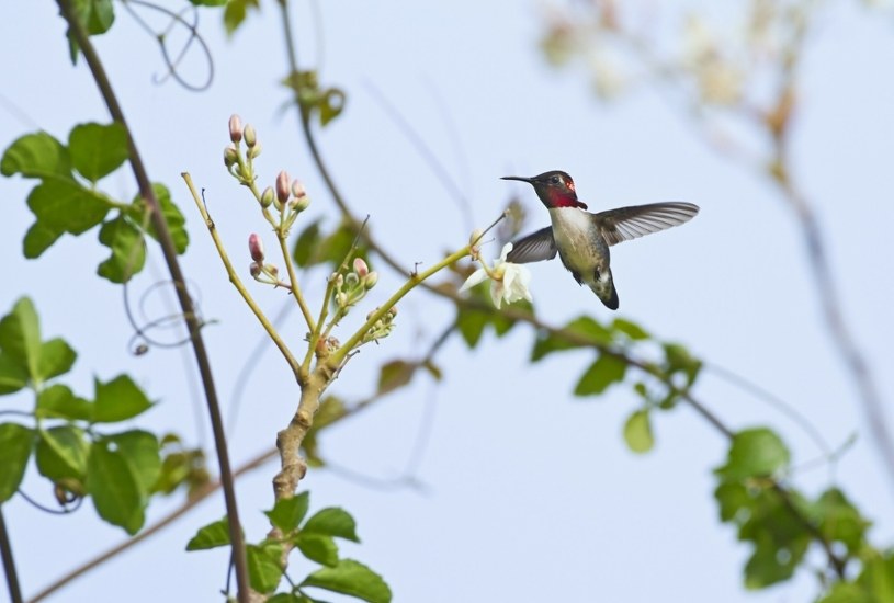Jeden wyjątkowy gatunek kolibra. Najmniejszy ptak na świecie - Zielona ...