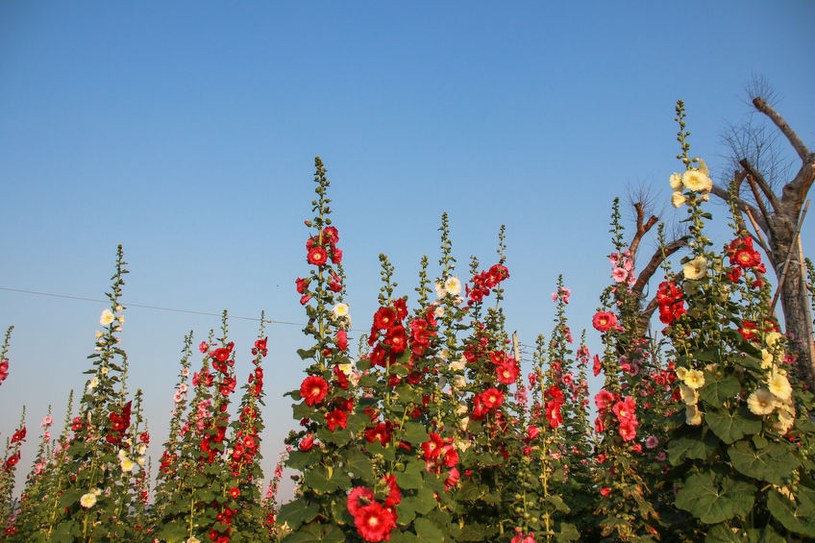 Malwy. Uprawa i pielęgnacja - Kobieta w INTERIA.PL